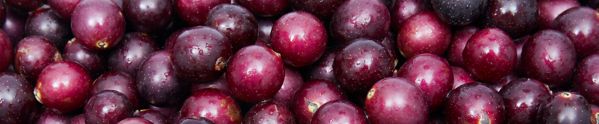 Fruits — Allison Family Farm