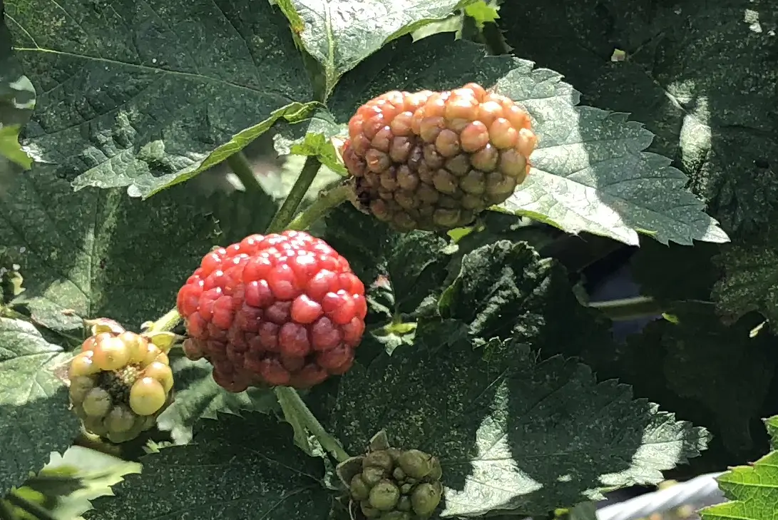 Fruits - Allison Family Farm