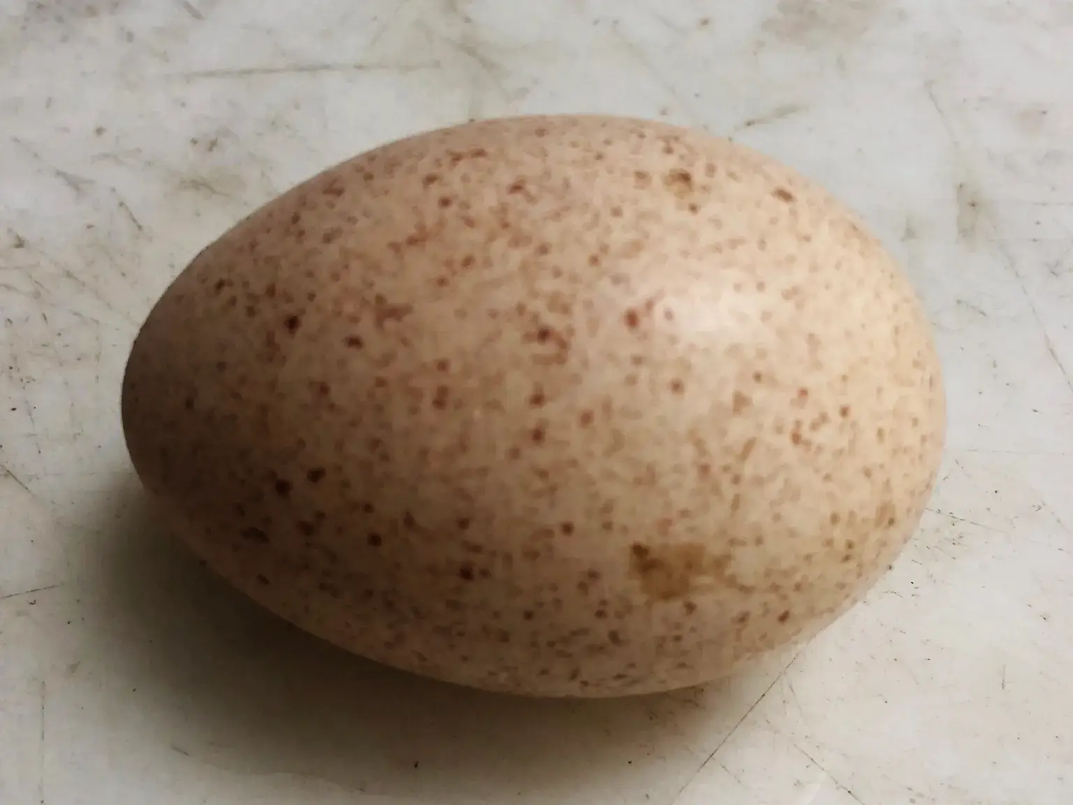 Turkey Eggs For Sale - Allison Family Farm